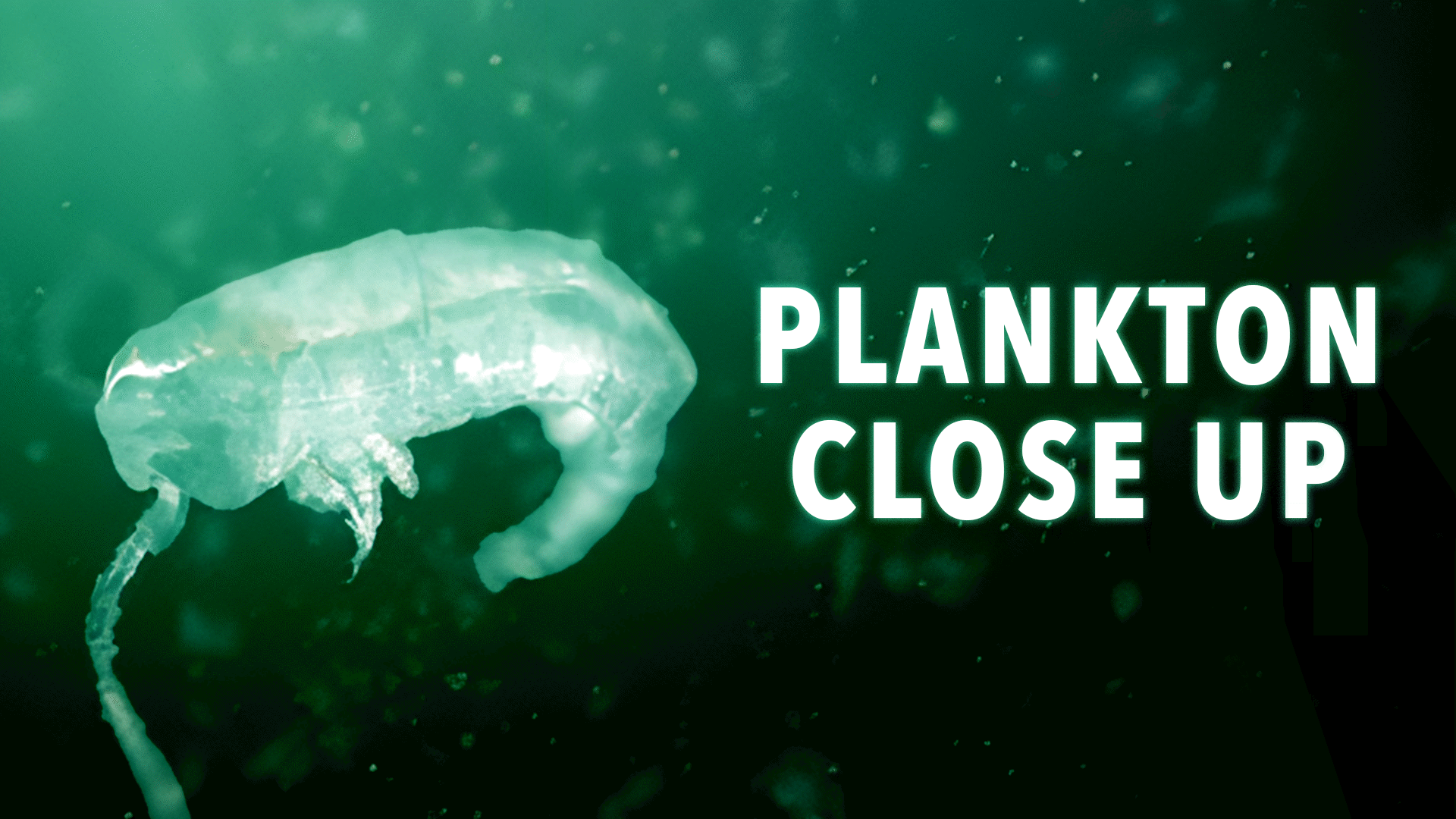 Plankton and The Food Chain Video & Resources | ClickView