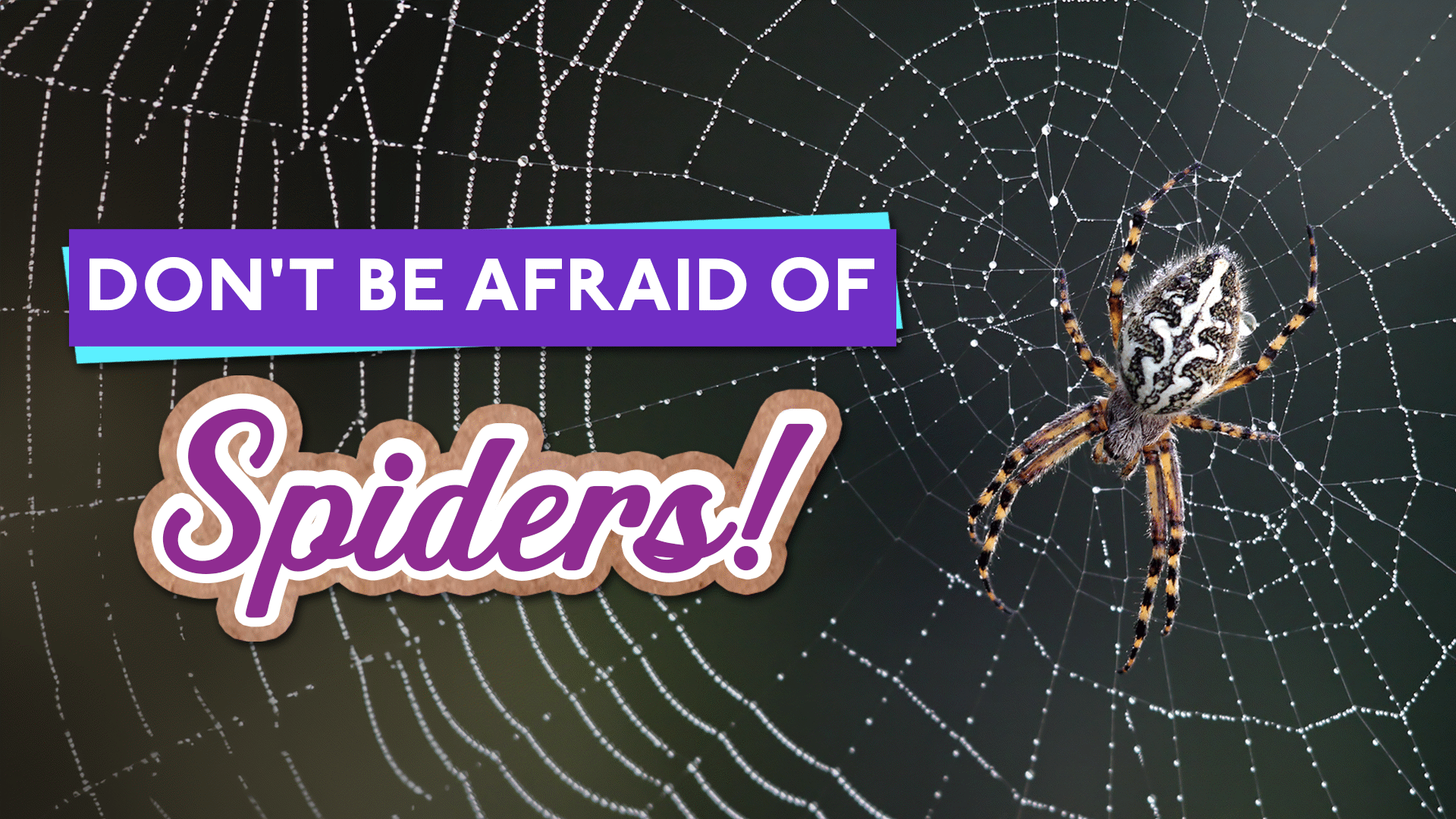 Don’t Be Afraid of Spiders! Video & Resources | ClickView