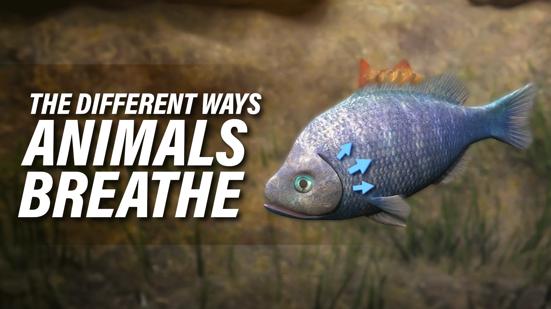 Respiration Videos & Resources | ClickView