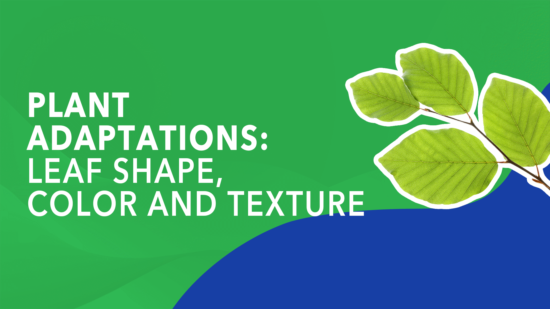 Plant Adaptations: Leaf Shape, Color and Texture | Streamable Learning