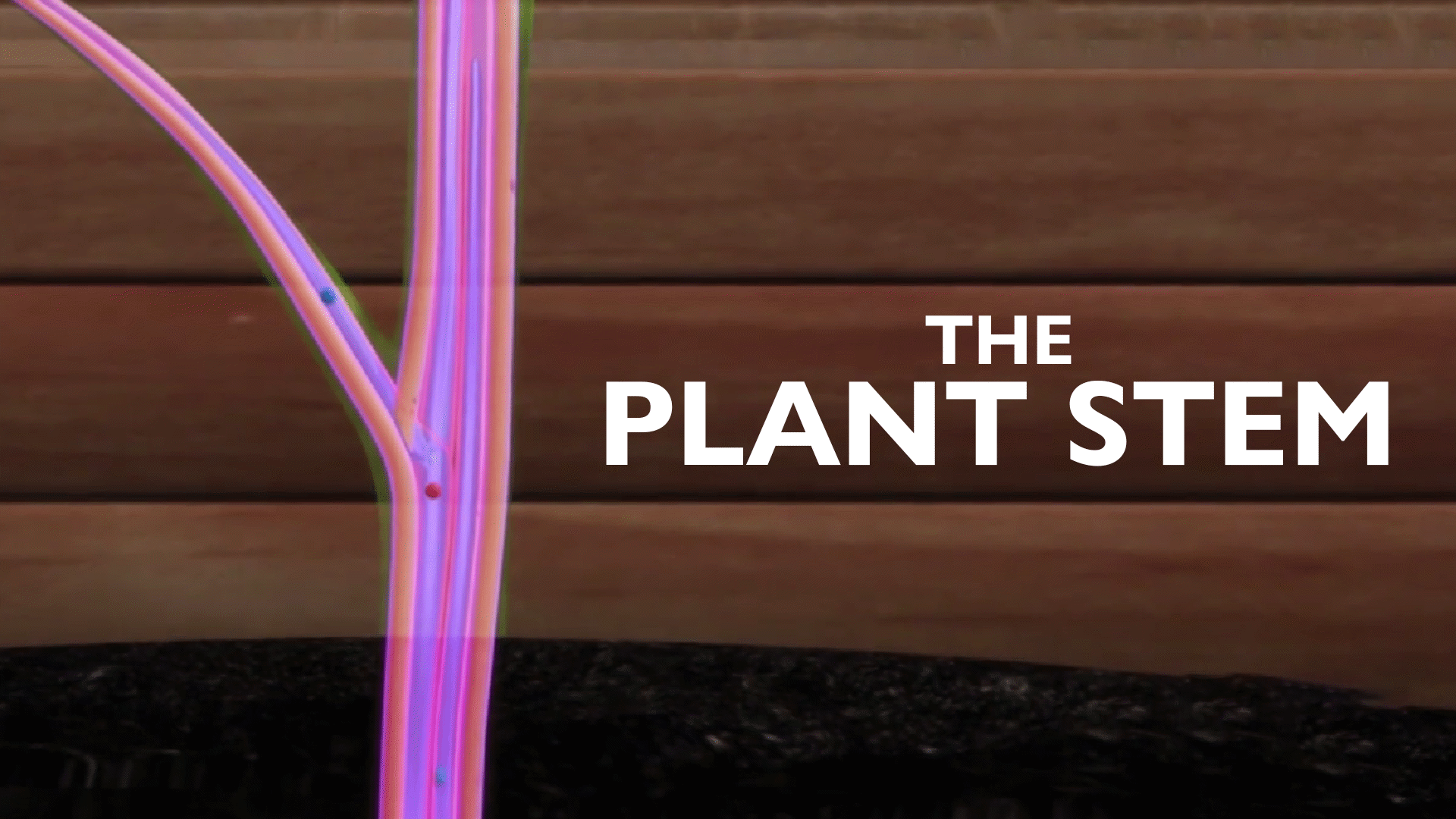 Getting to Know Plants Videos & Resources | ClickView