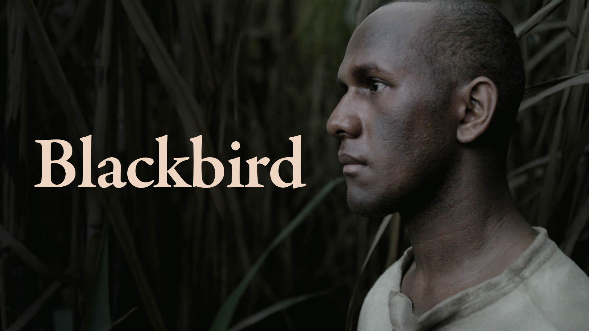 Blackbird Video & Resources | ClickView