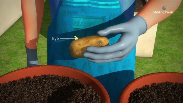 Vegetative Propagation Video & Resources | ClickView Vegetative Propagation Video & Resources | ClickView