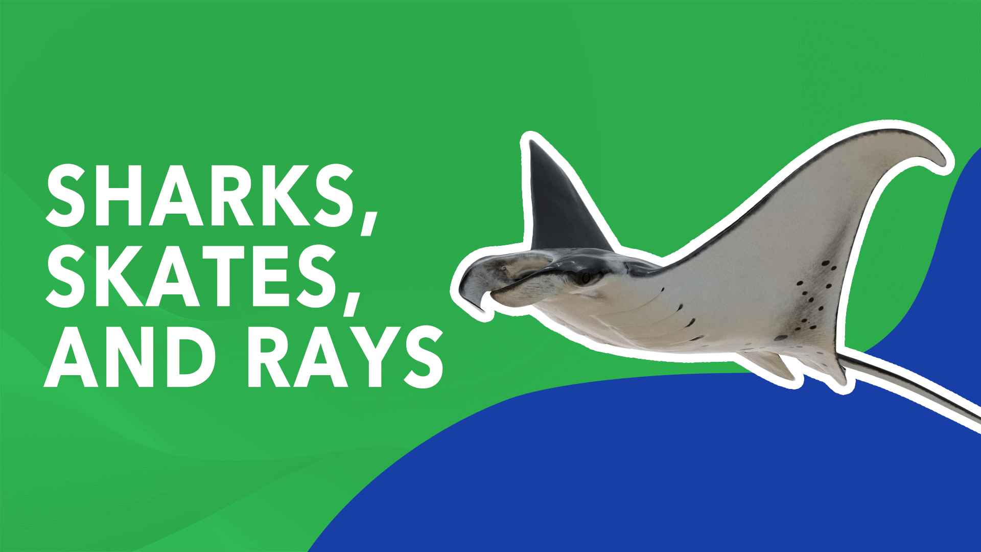 Sharks, Skates, and Rays Recording | Streamable Learning
