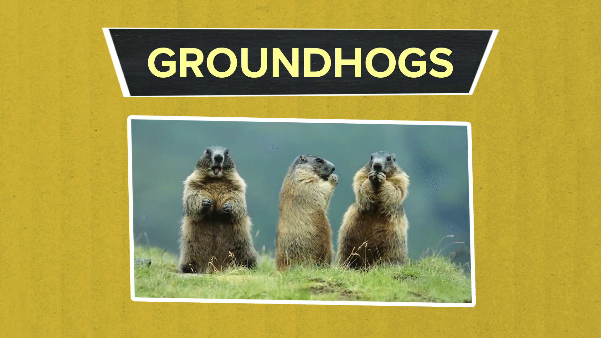 Fun Facts about Groundhogs! Video & Resources | ClickView