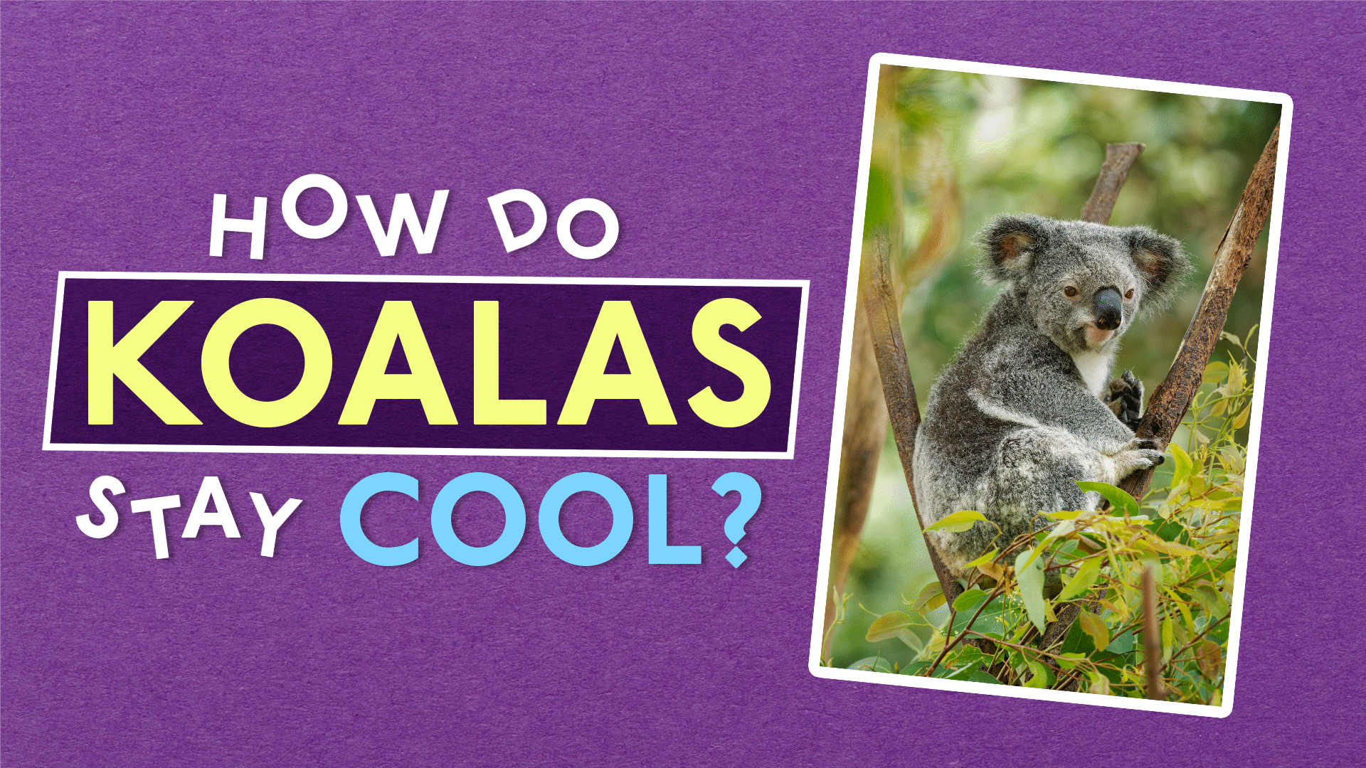 How Do Koalas Stay Cool? Video & Resources | ClickView