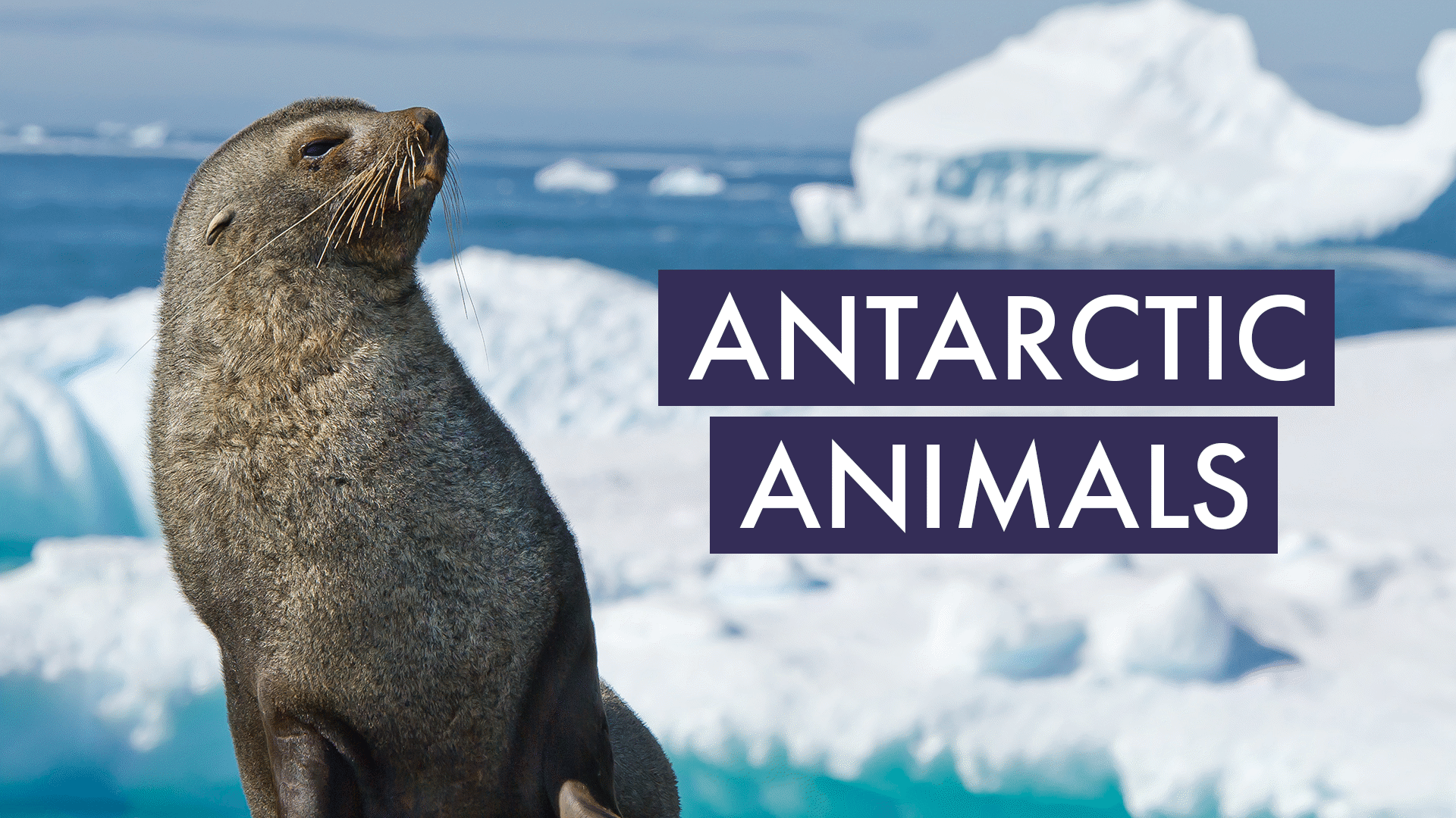 Antarctica Special: Antarctic Animals | ClickView