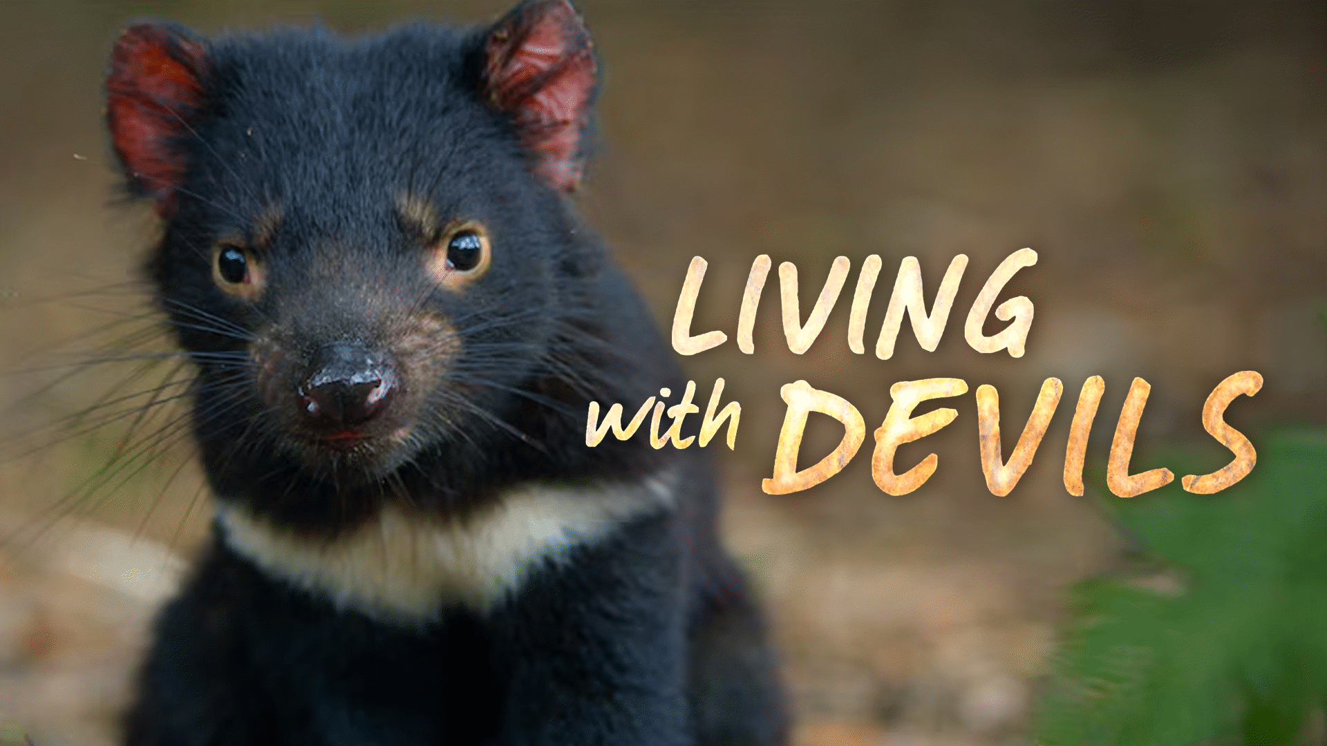 Living with Devils Video & Resources | ClickView