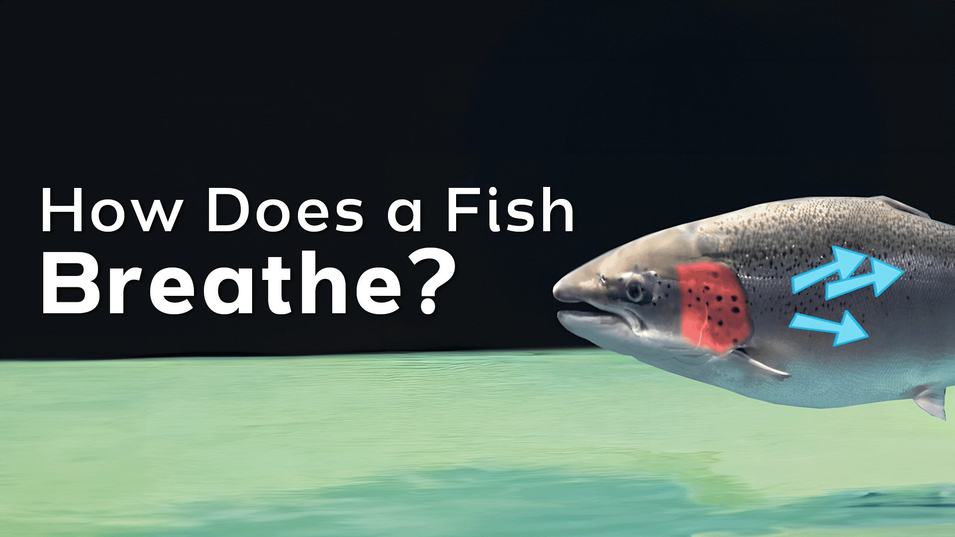 How Does a Fish Breathe? Video & Resources | ClickView