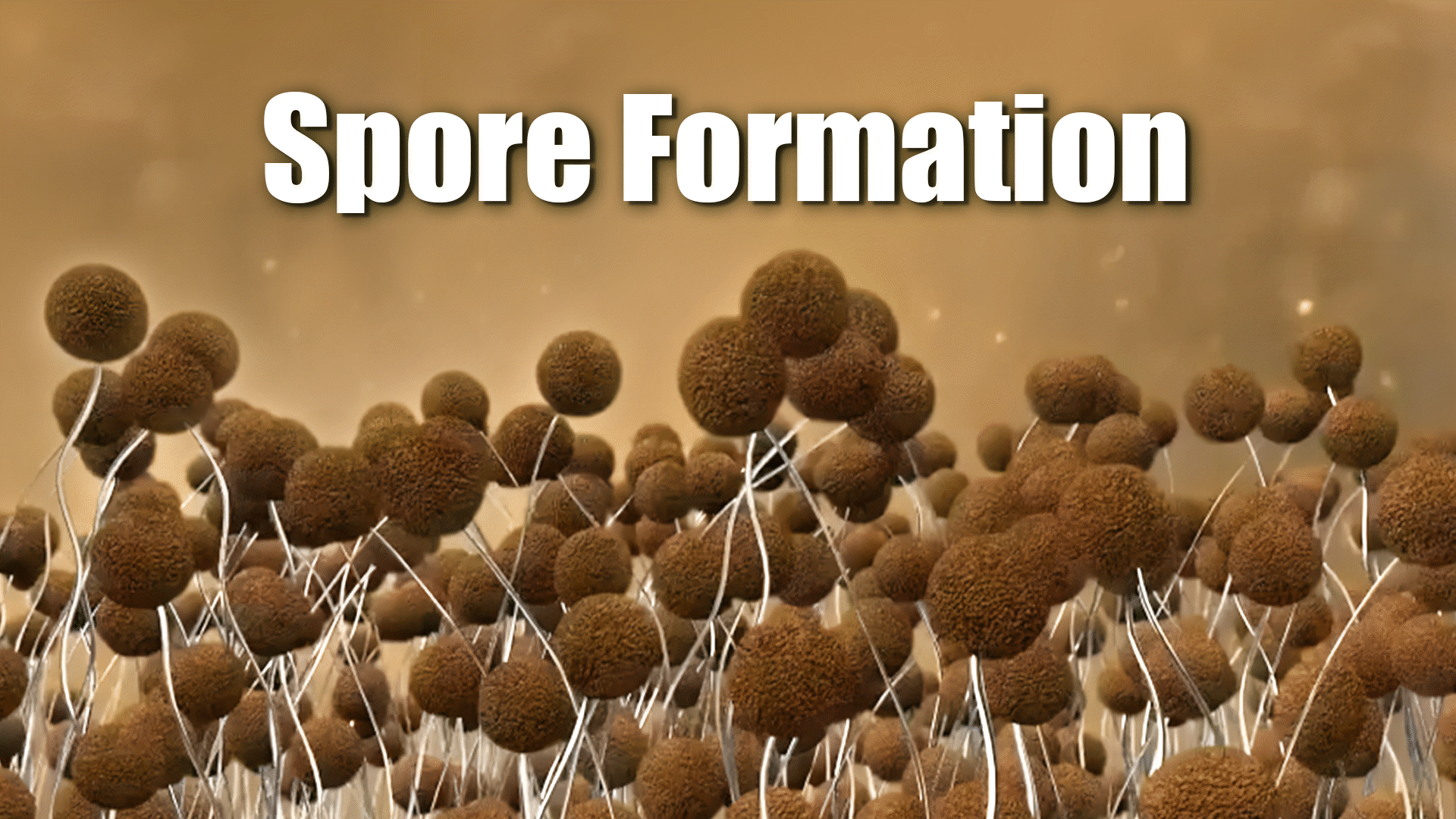 Spore Formation Video & Resources | ClickView