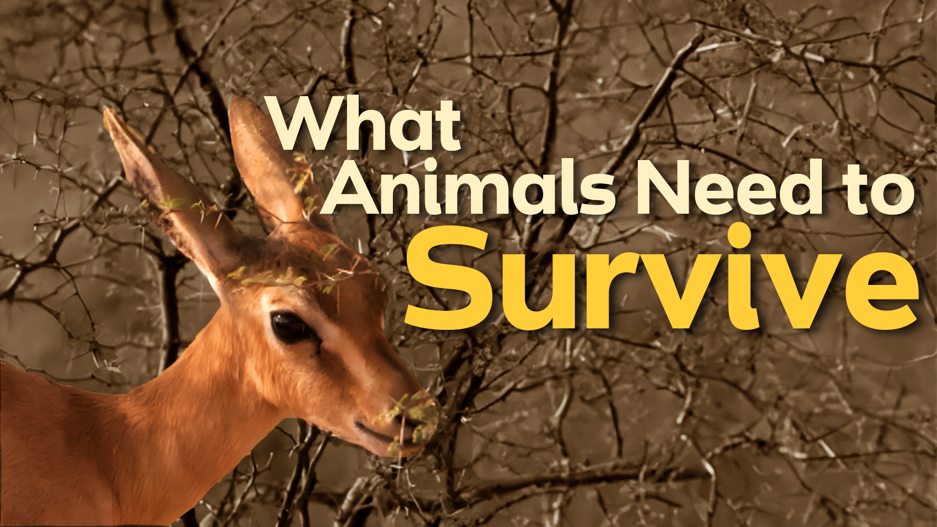 Humans and Other Animals: Humans' and Other Animals' Needs | ClickView