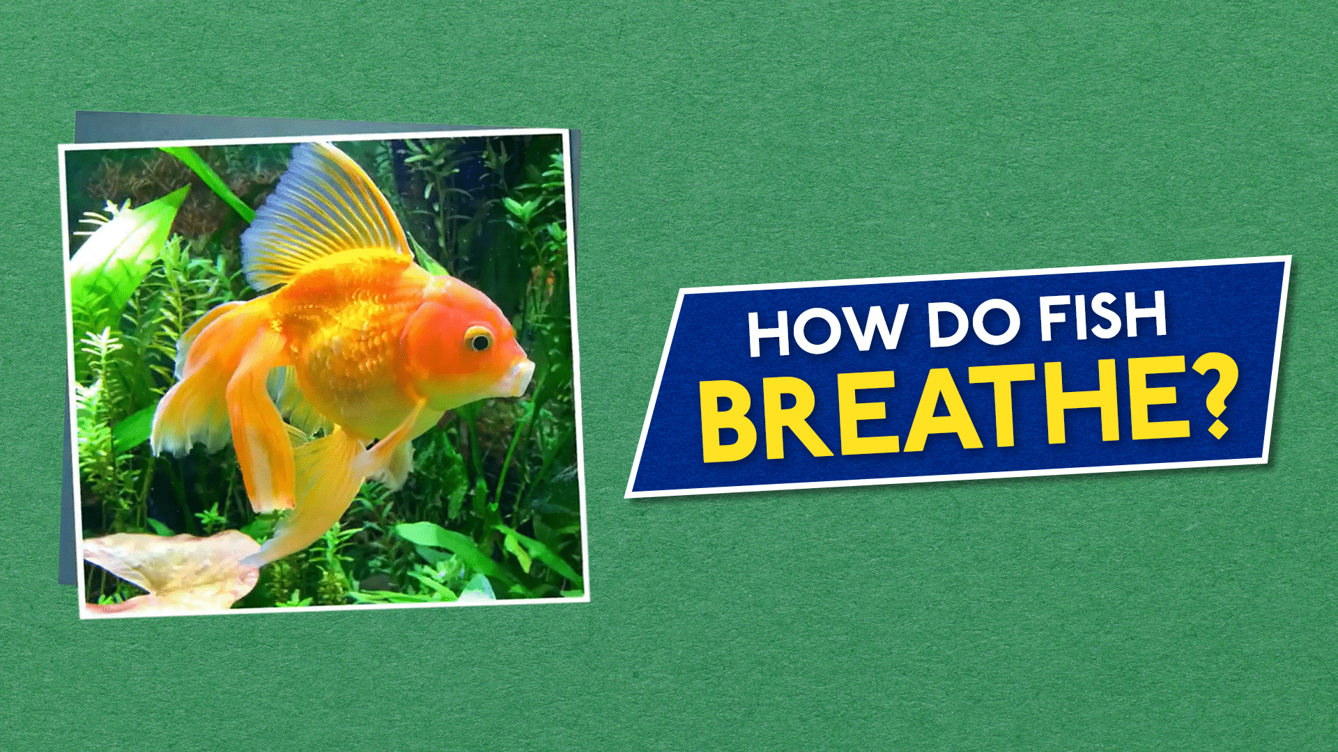 How Do Fish Breathe? Video & Resources | ClickView