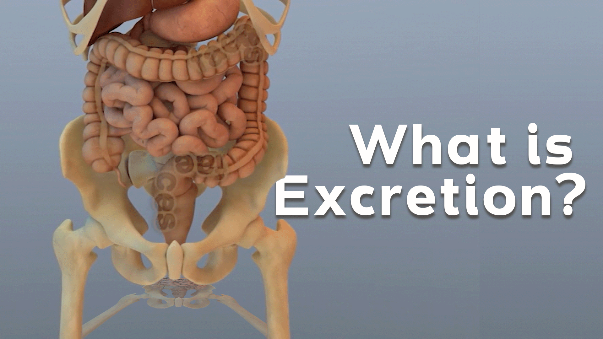 What Is Excretion? Video & Resources | ClickView