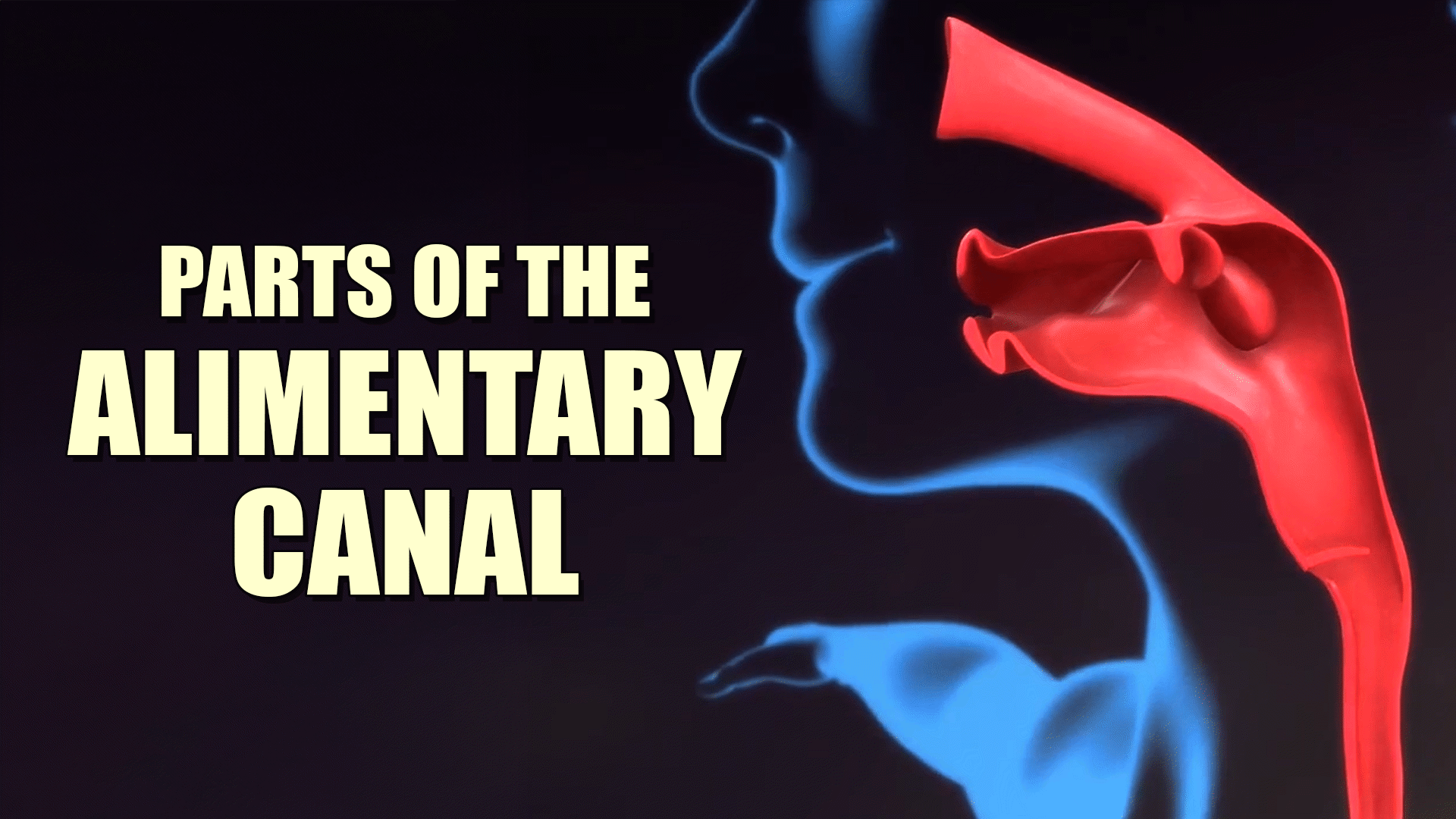 Parts of the Alimentary Canal: The Pharynx, the Oesophagus and the ...