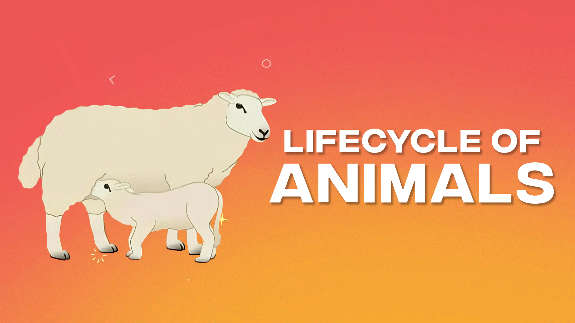 Science: Lifecycle of Animals Video & Resources | ClickView