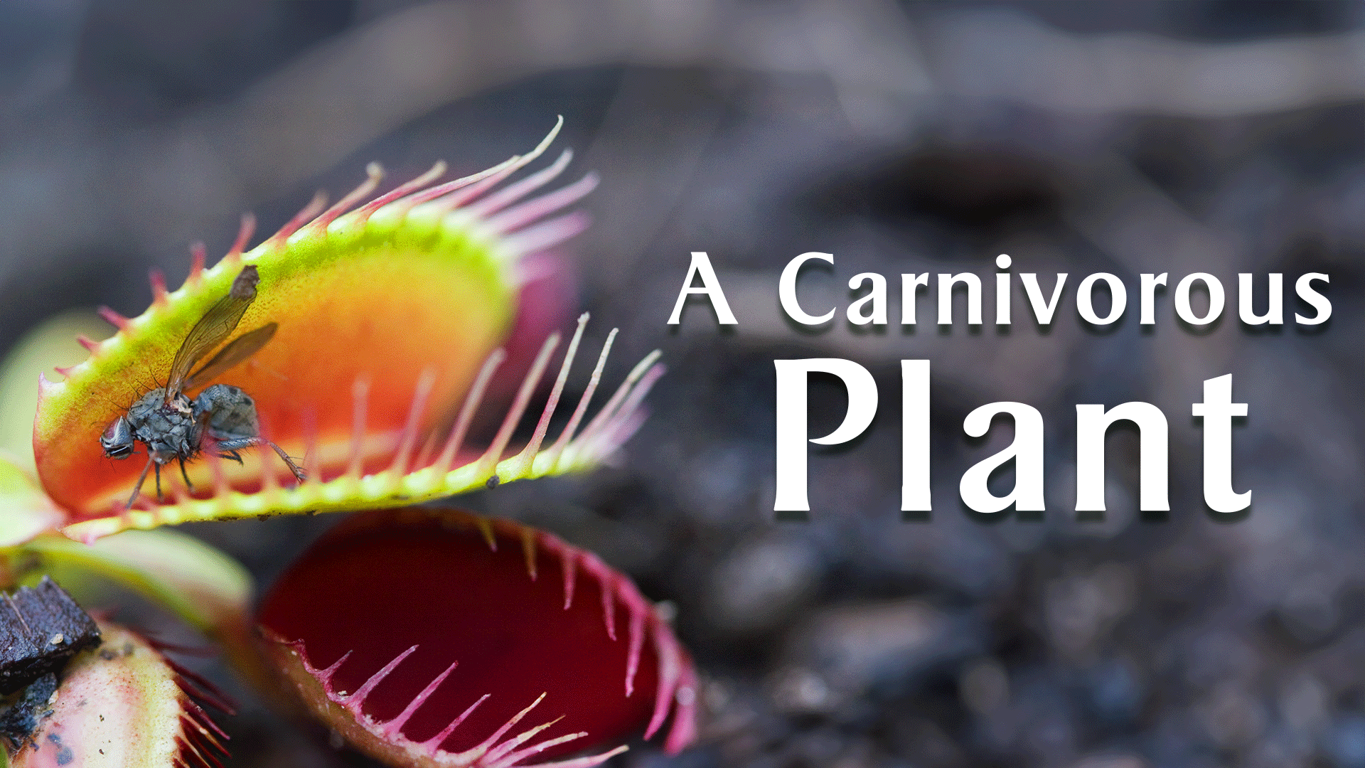 Venus Flytrap Video & Resources | ClickView