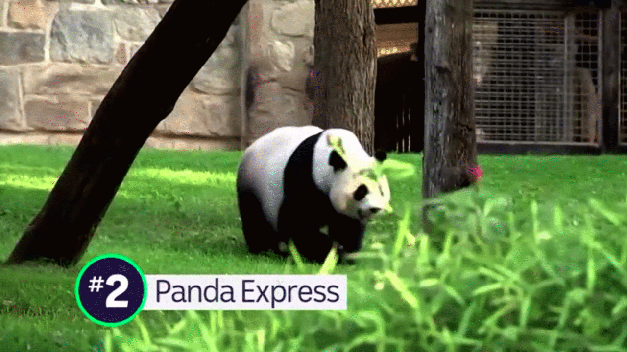 Pandas Fly Out - Now to a special delivery in... - ClickView