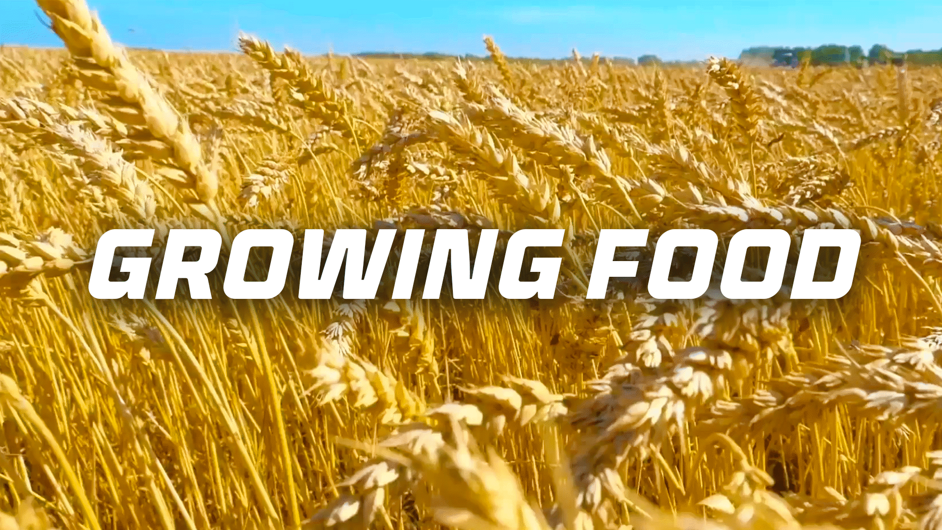 Staple Food and Main Crops Video & Resources | ClickView