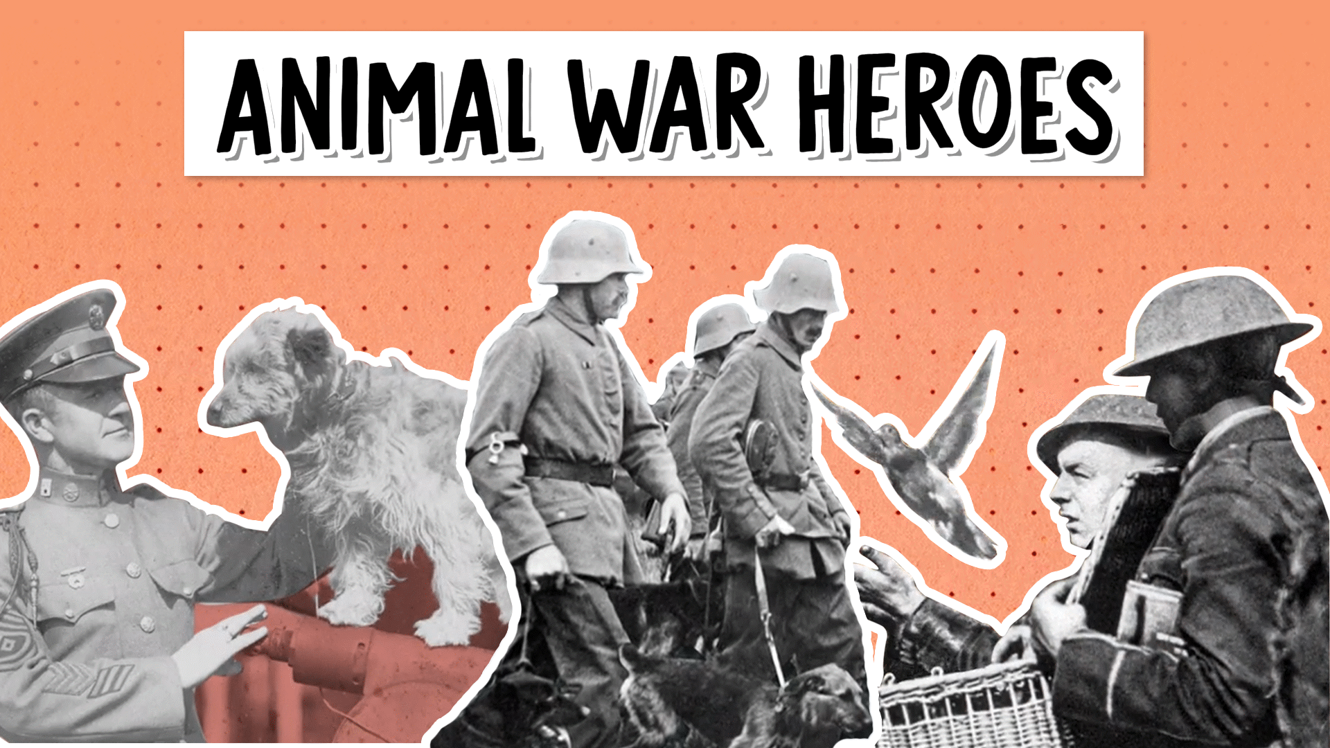 Animal War Heroes Video Teaching Resources | ClickView